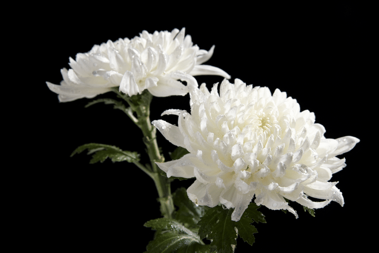 6 Bunga yang Melambangkan Kesedihan, Cara Mengekspresikan Duka ...