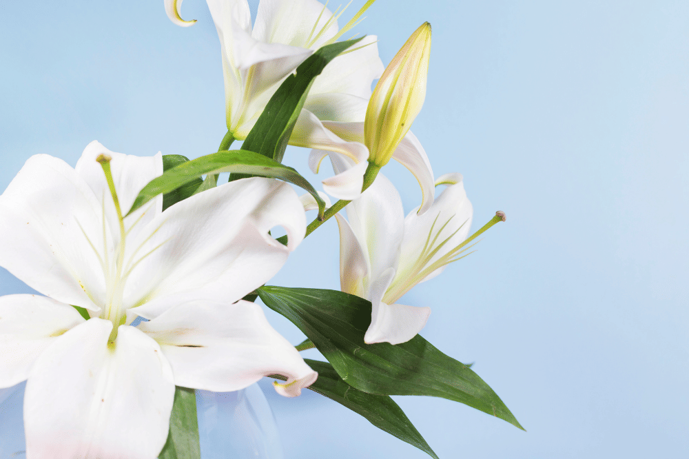 6 Bunga yang Melambangkan Kesedihan, Cara Mengekspresikan Duka ...