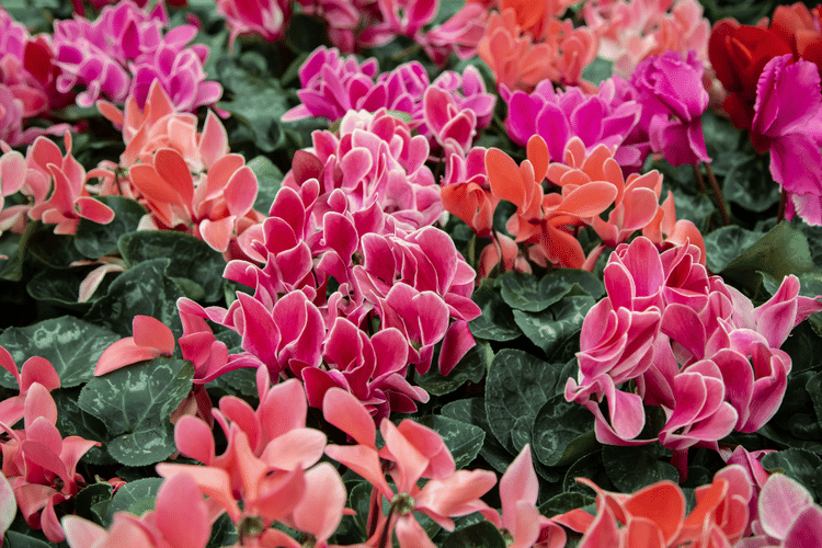 6 Bunga yang Melambangkan Kesedihan, Cara Mengekspresikan Duka ...