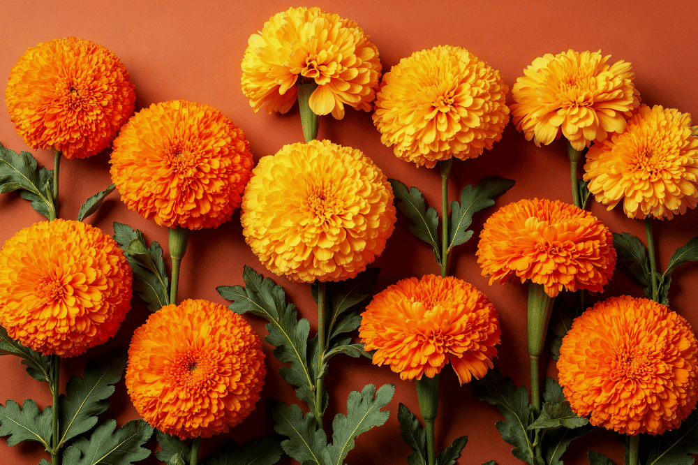 6 Bunga yang Melambangkan Kesedihan, Cara Mengekspresikan Duka ...