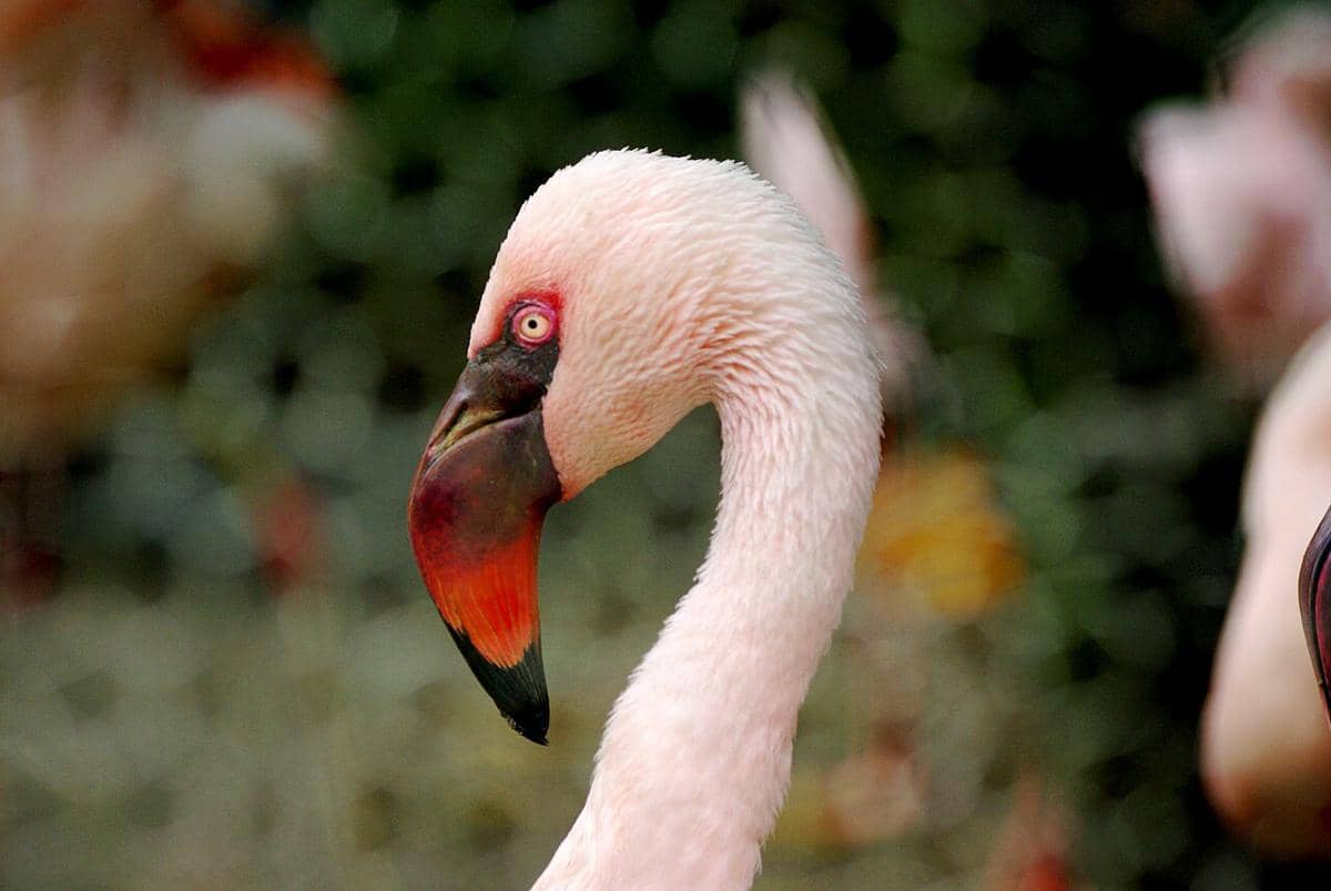 Apa Itu Flamingo Era? | Popmama.com