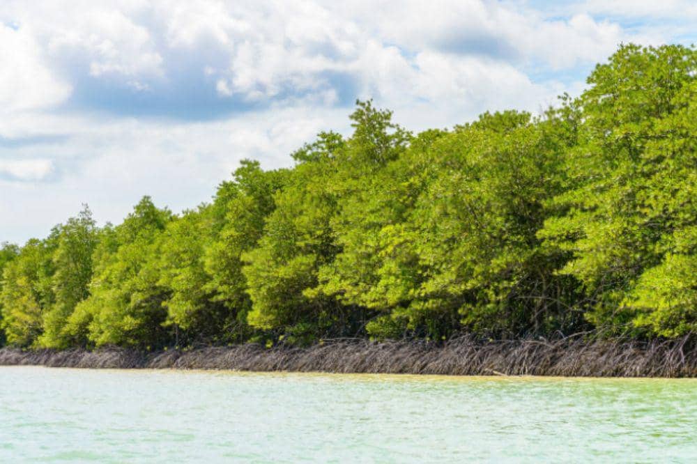 5 Cara Tumbuhan Menyebarkan Bijinya | Popmama.com