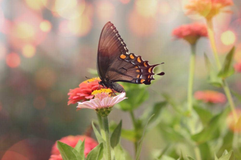 5 Cara Tumbuhan Menyebarkan Bijinya | Popmama.com