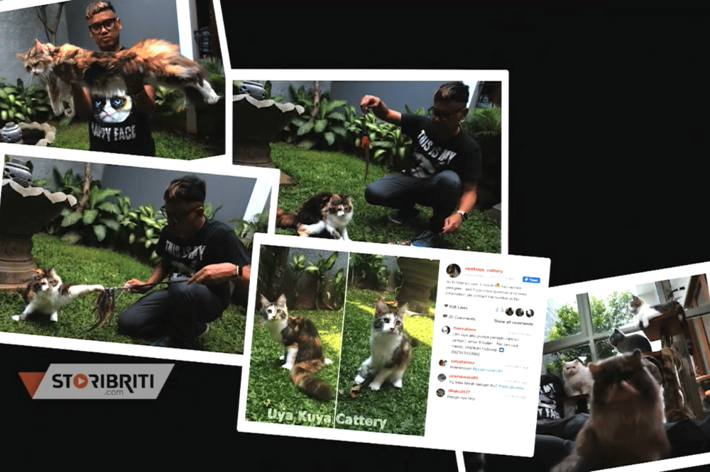 5 Fakta Kucing Uya Kuya, Koleksi Ras Mahal Jadi Sorotan | Popmama.com