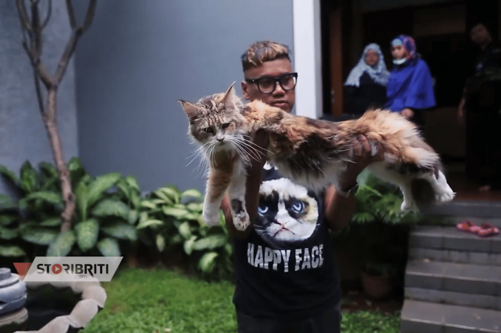 5 Fakta Kucing Uya Kuya, Koleksi Ras Mahal Jadi Sorotan | Popmama.com