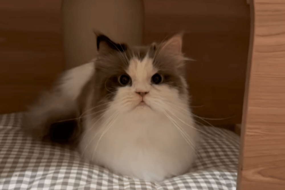 Kisah Haru Emma, Kucing Sakit yang Ajarkan Arti Kasih Sayang | Popmama.com