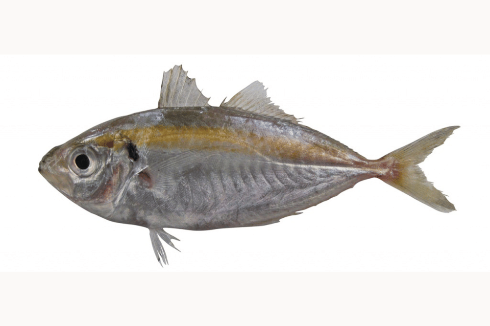 14 Ikan untuk Jadi Menu Makan Keluarga, Sehat untuk Anak | Popmama.com