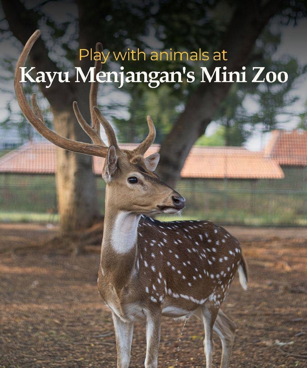 8 Rekomendasi Mini Zoo di Jakarta dan Sekitarnya | Popmama.com