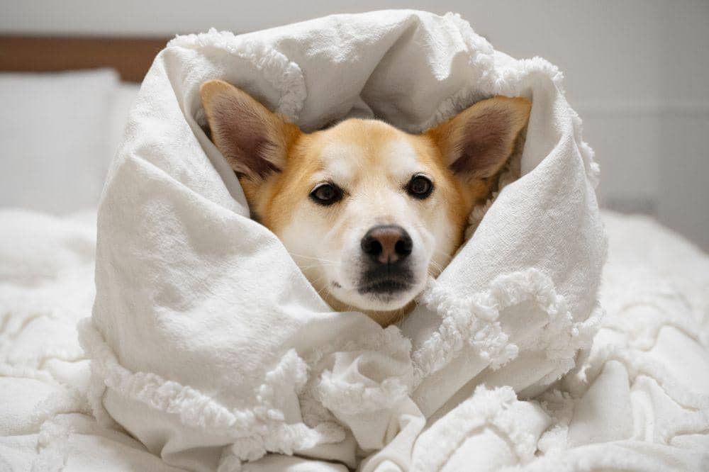 7 Cara Merawat Anjing Baru Lahir agar Tumbuh Sehat dan Kuat | Popmama.com