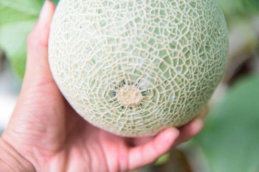 6 Cara Memilih Buah Melon yang Manis, Matang, dan Segar | Popmama.com