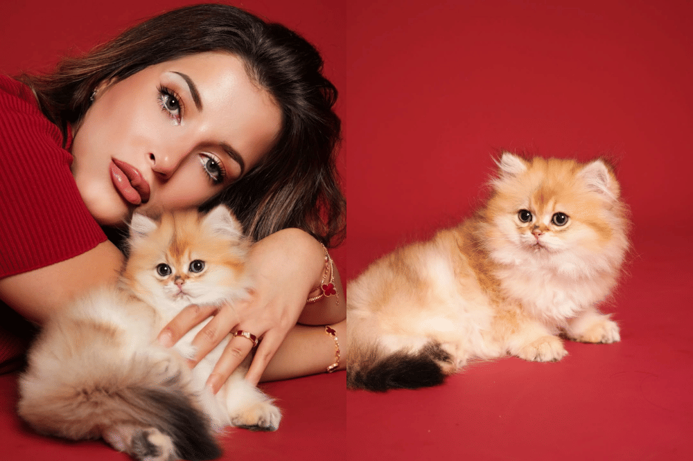 20 Foto Kucing Baru Tasya Farasya, Jenis British Longhair | Popmama.com