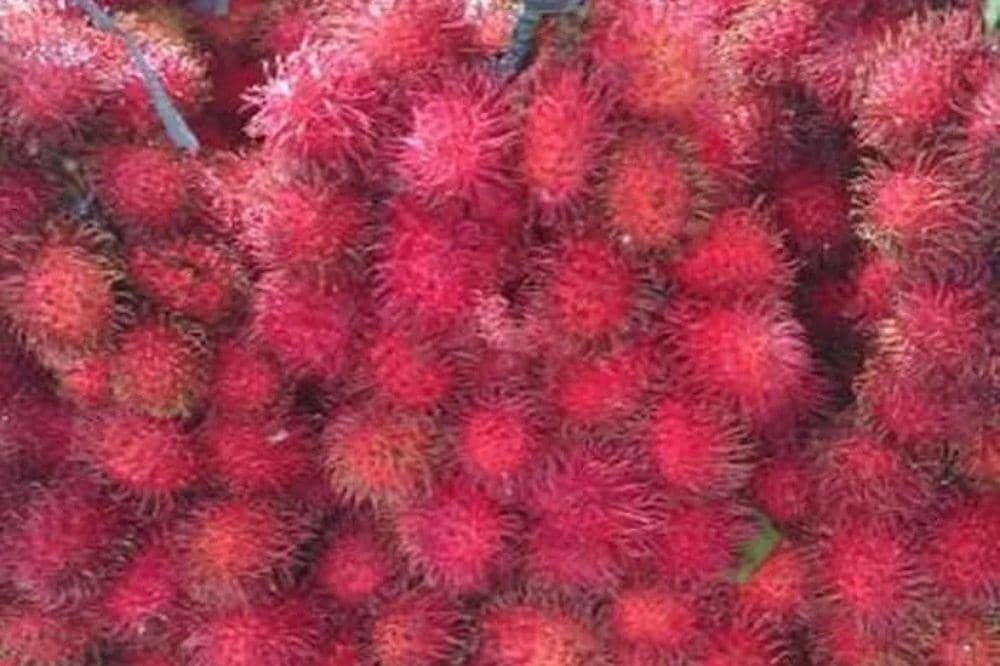 9 Jenis Rambutan dan Ciri-Cirinya yang Unik! | Popmama.com