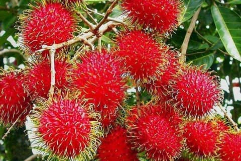 9 Jenis Rambutan dan Ciri-Cirinya yang Unik! | Popmama.com