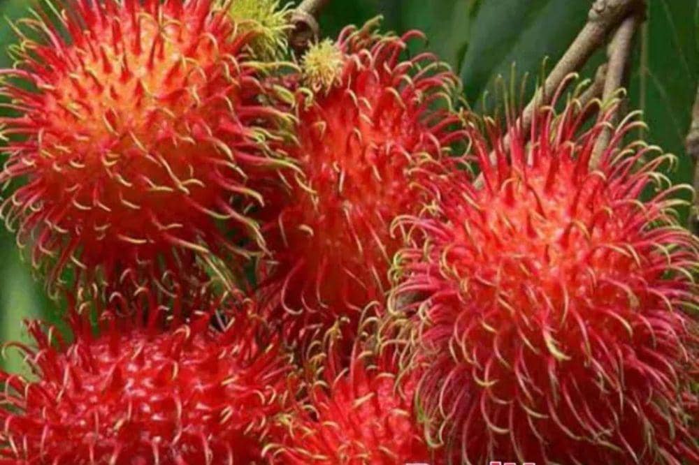 9 Jenis Rambutan dan Ciri-Cirinya yang Unik! | Popmama.com