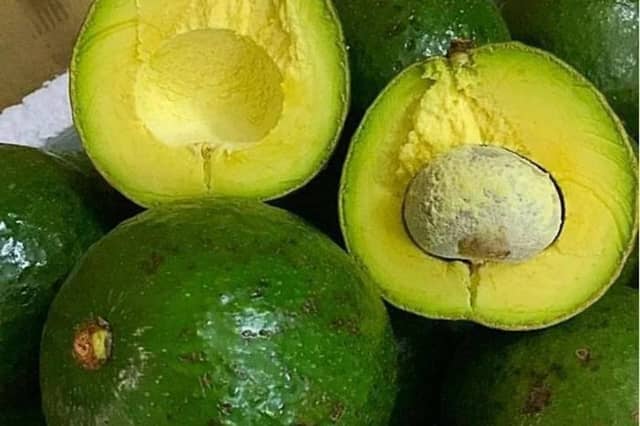 7 Jenis Alpukat dan Ciri Khasnya yang Bikin Kamu Ingin Coba Semua ...