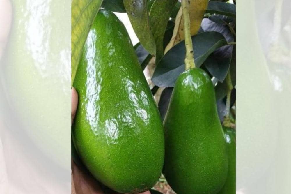 7 Jenis Alpukat dan Ciri Khasnya yang Bikin Kamu Ingin Coba Semua ...