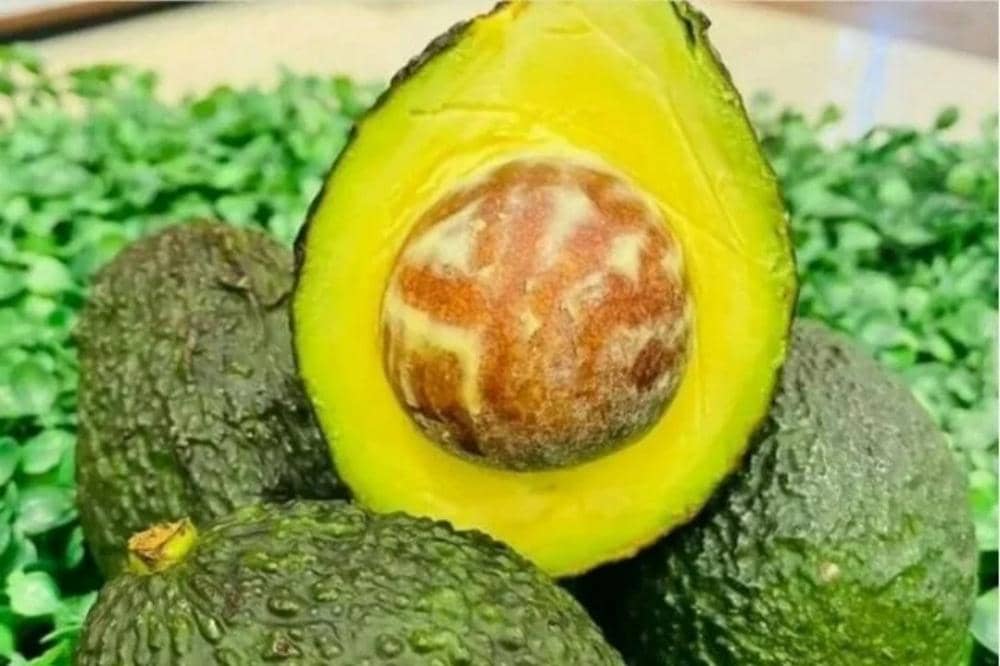 7 Jenis Alpukat dan Ciri Khasnya yang Bikin Kamu Ingin Coba Semua ...