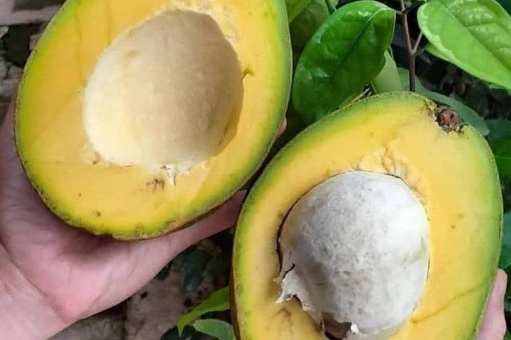 7 Jenis Alpukat dan Ciri Khasnya yang Bikin Kamu Ingin Coba Semua ...