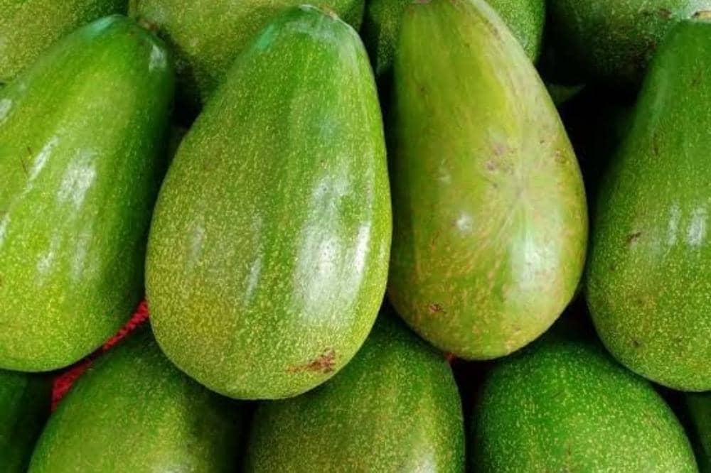 7 Jenis Alpukat dan Ciri Khasnya yang Bikin Kamu Ingin Coba Semua ...