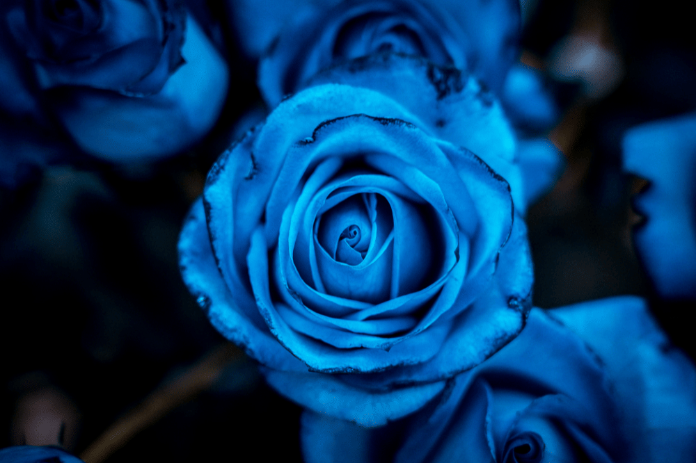 Disebut Mawar Vidi, 7 Fakta Mawar Biru yang Unik | Popmama.com