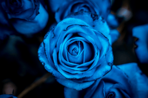 Disebut Mawar Vidi, 7 Fakta Mawar Biru yang Unik | Popmama.com