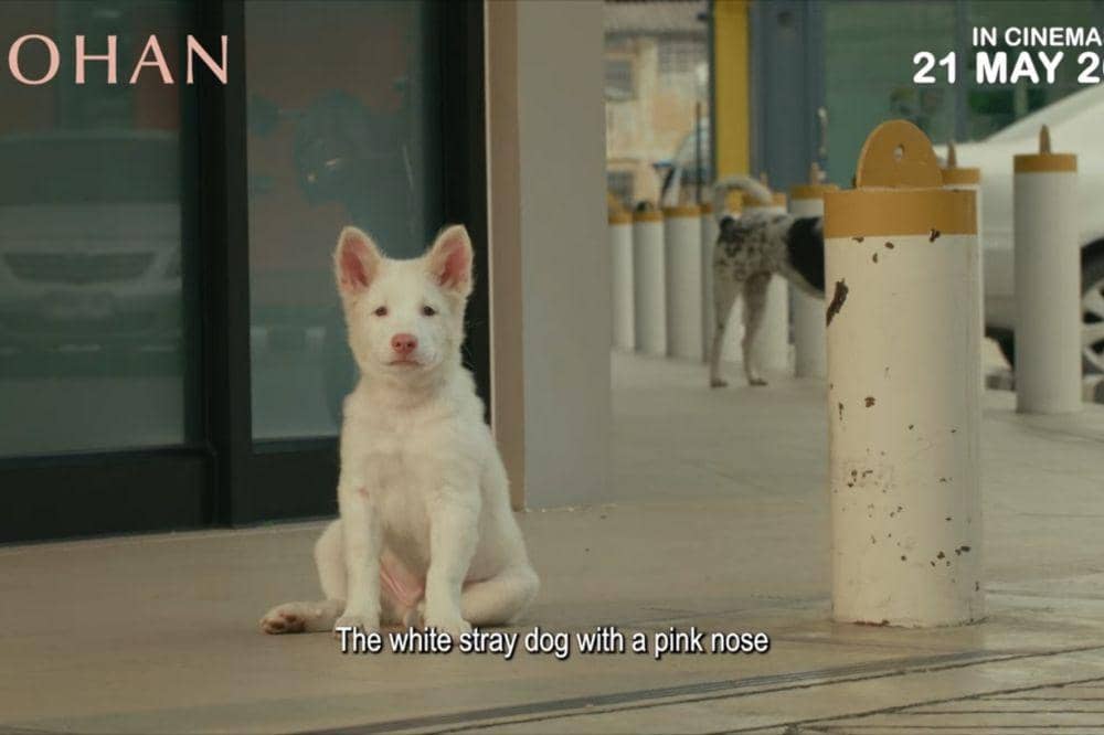 5 Fakta Gohan, Anjing yang Jadi Peneman Sepi | Popmama.com